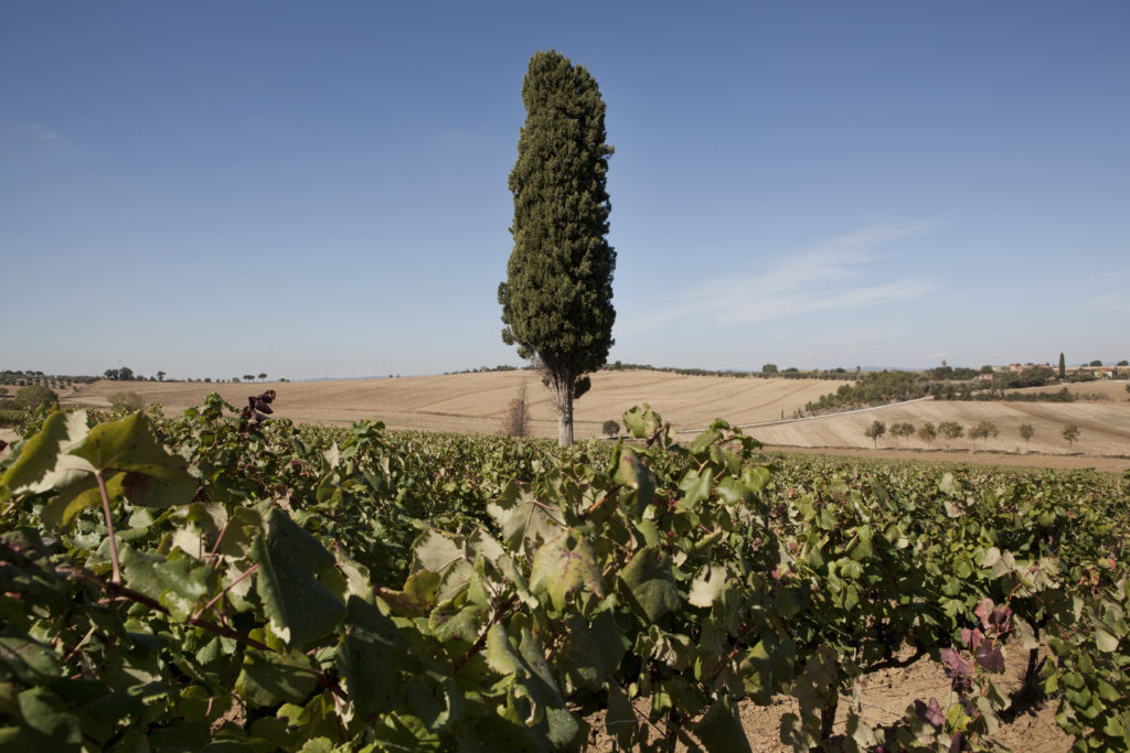 Planting Density: A Parameter Of Fundamental Importance | Tenimenti d ...