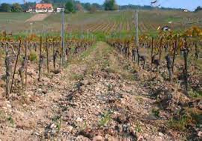 Planting Density: A Parameter Of Fundamental Importance | Tenimenti d ...