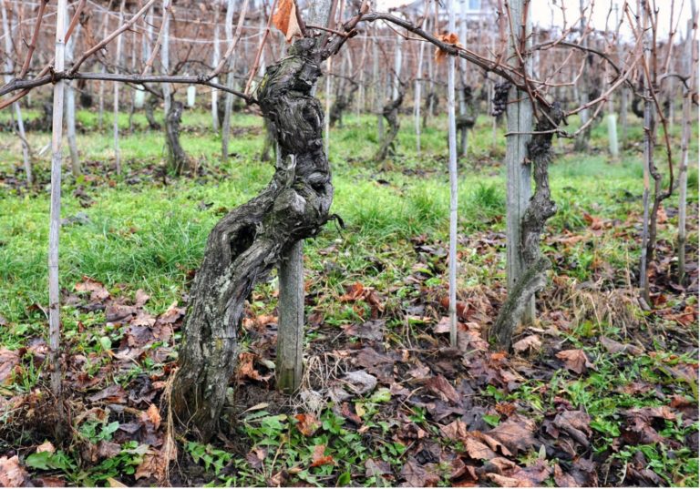 Planting Density: A Parameter Of Fundamental Importance | Tenimenti d ...